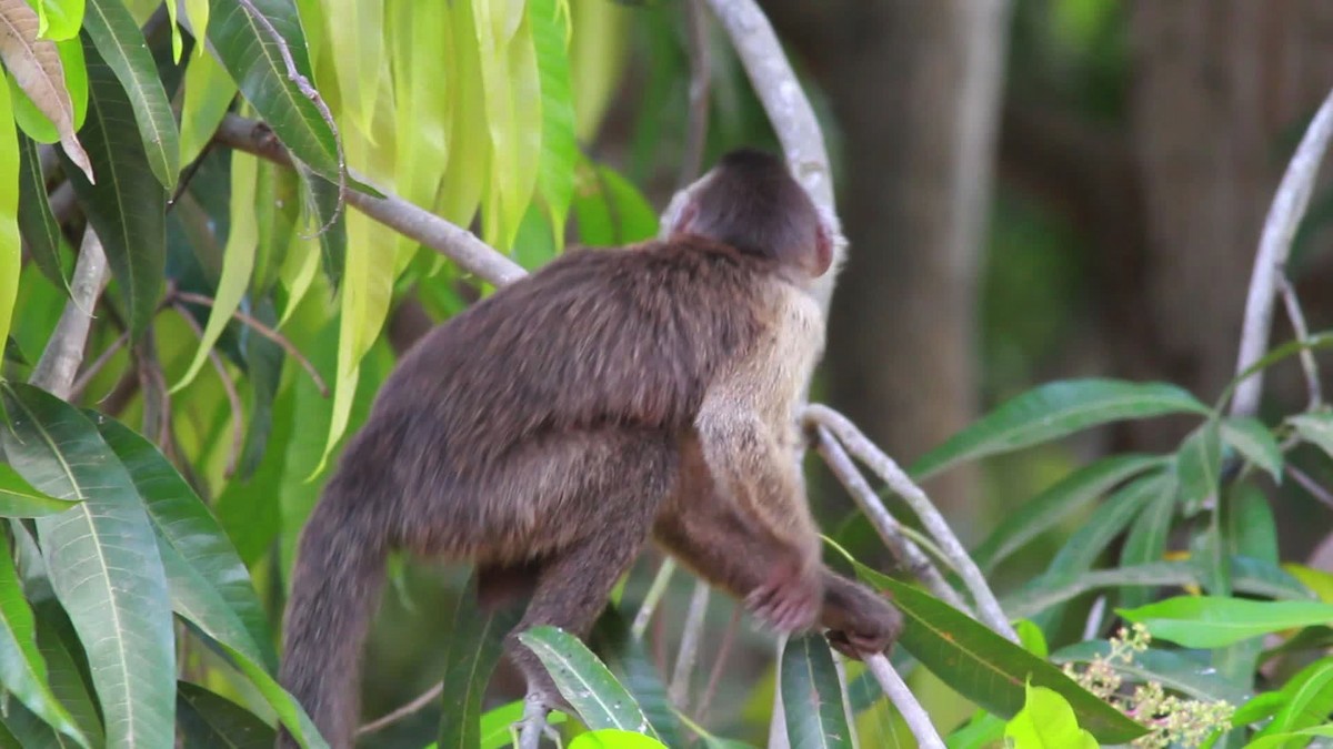 ML478216 - Weeper Capuchin - Macaulay Library