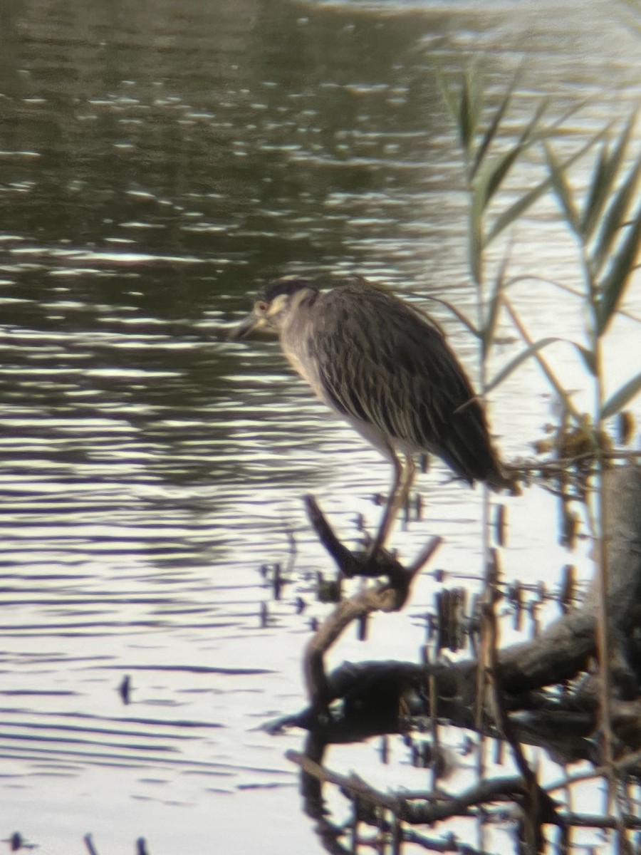 eBird Checklist - 25 Aug 2022 - Lewis Lake Park, Winthrop - 14 species (+1 other taxa)