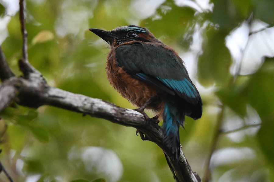 motmot sp. - eBird