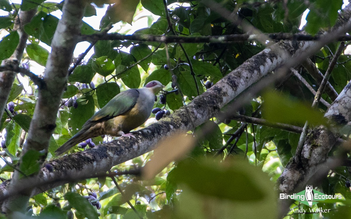 eBird Checklist - 31 Jul 2022 - Lore Lindu NP--Lake Tambing vicinity ...