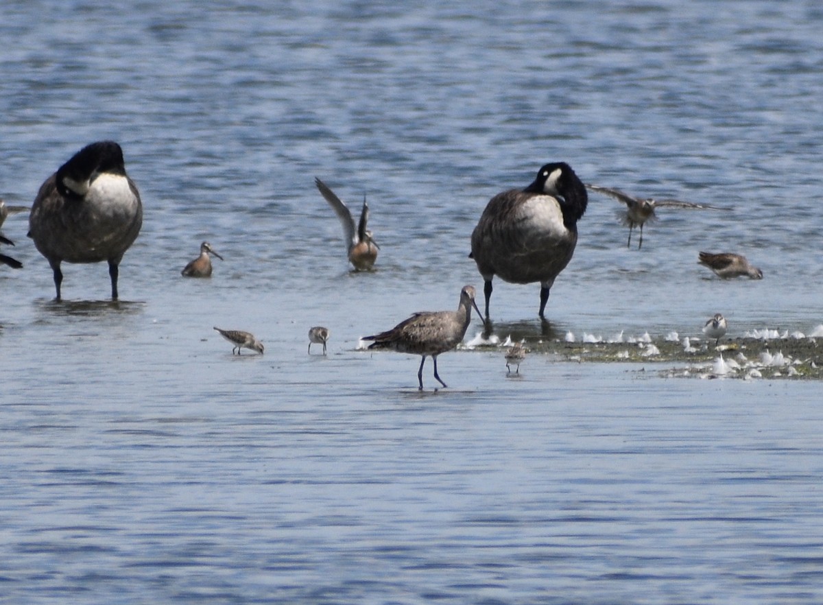 eBird Checklist - 27 Aug 2022 - Jamaica Bay Wildlife Refuge - 64 species