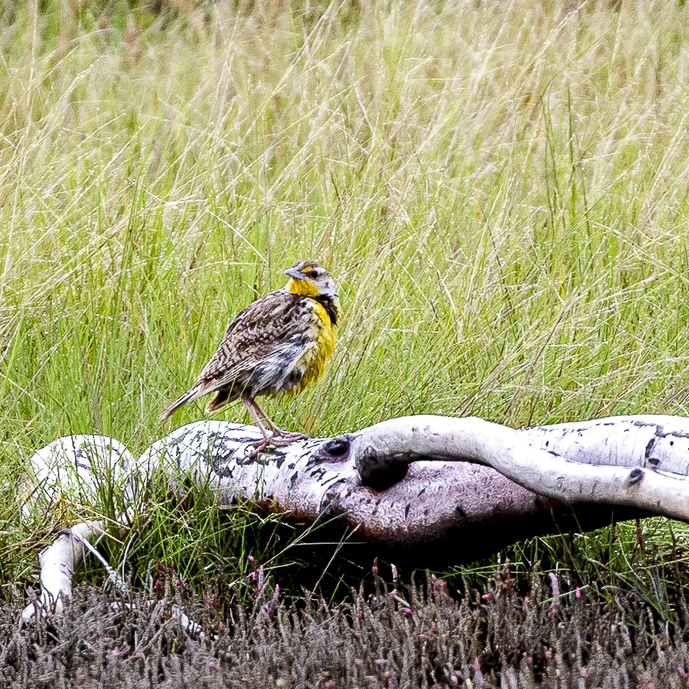 eBird Checklist - 28 Aug 2022 - Anchorage Coastal WR--Carr-Gottstein ...