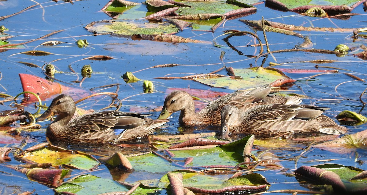 eBird Checklist - 28 Aug 2022 - Mount Feake Cemetery - 27 species