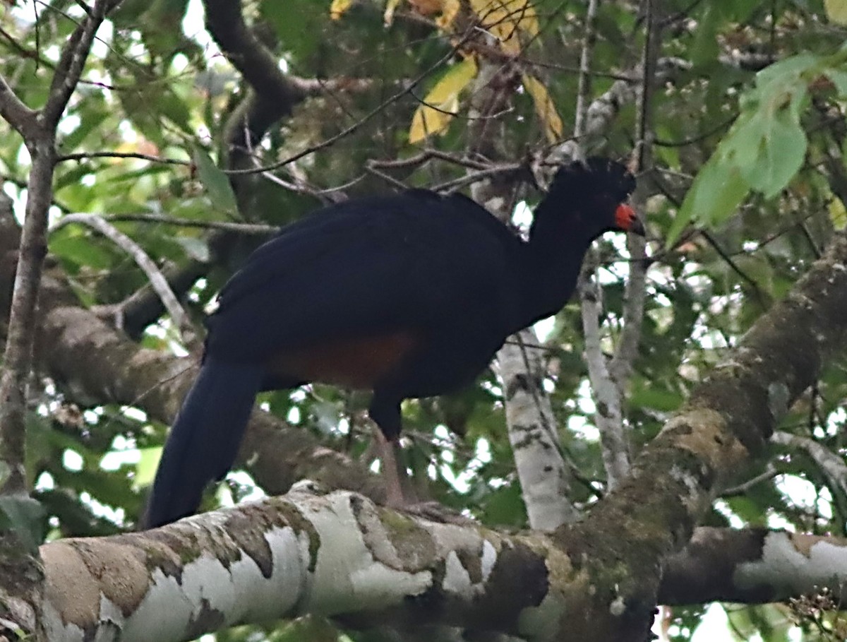 ML479353661 - Wattled Curassow - Macaulay Library