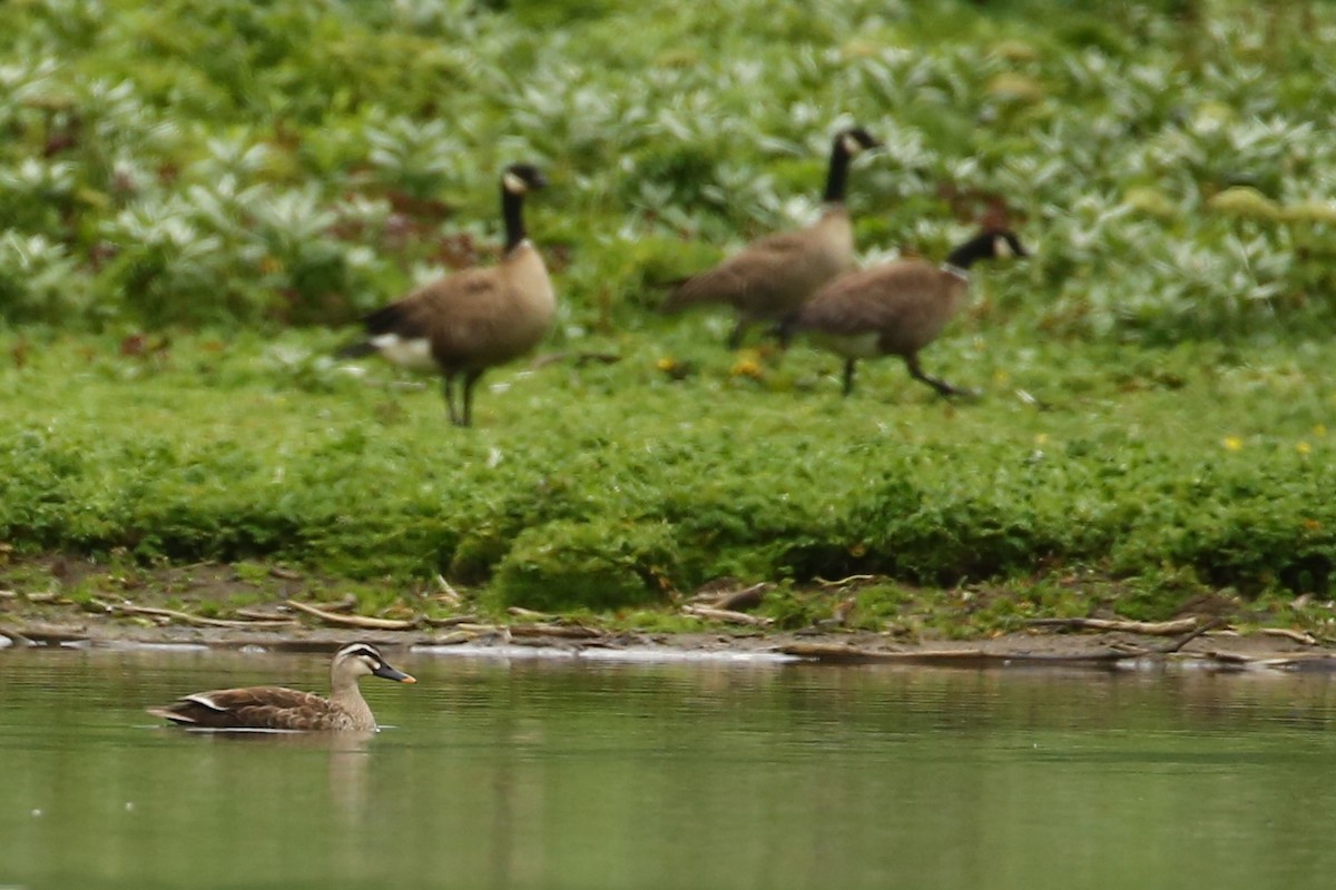 eBird Checklist - 4 Jun 2022 - Alaska Maritime NWR--Buldir Island - 1 ...