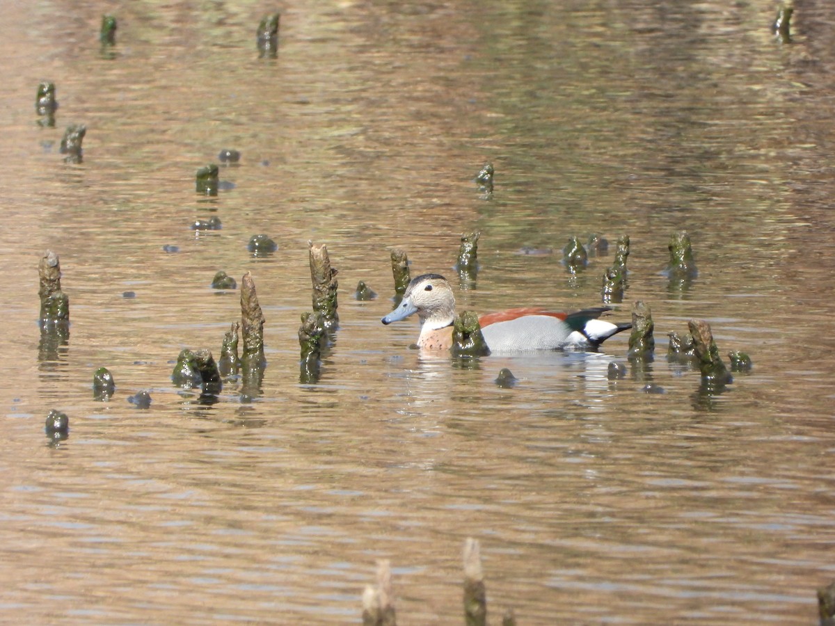 eBird Checklist - 29 Aug 2022 - Korsman Bird Sanctuary - 35 species