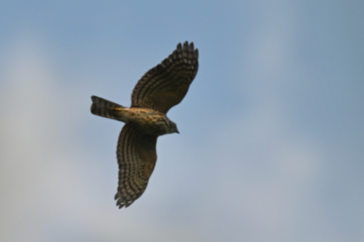 ML480387051 - Besra - Macaulay Library