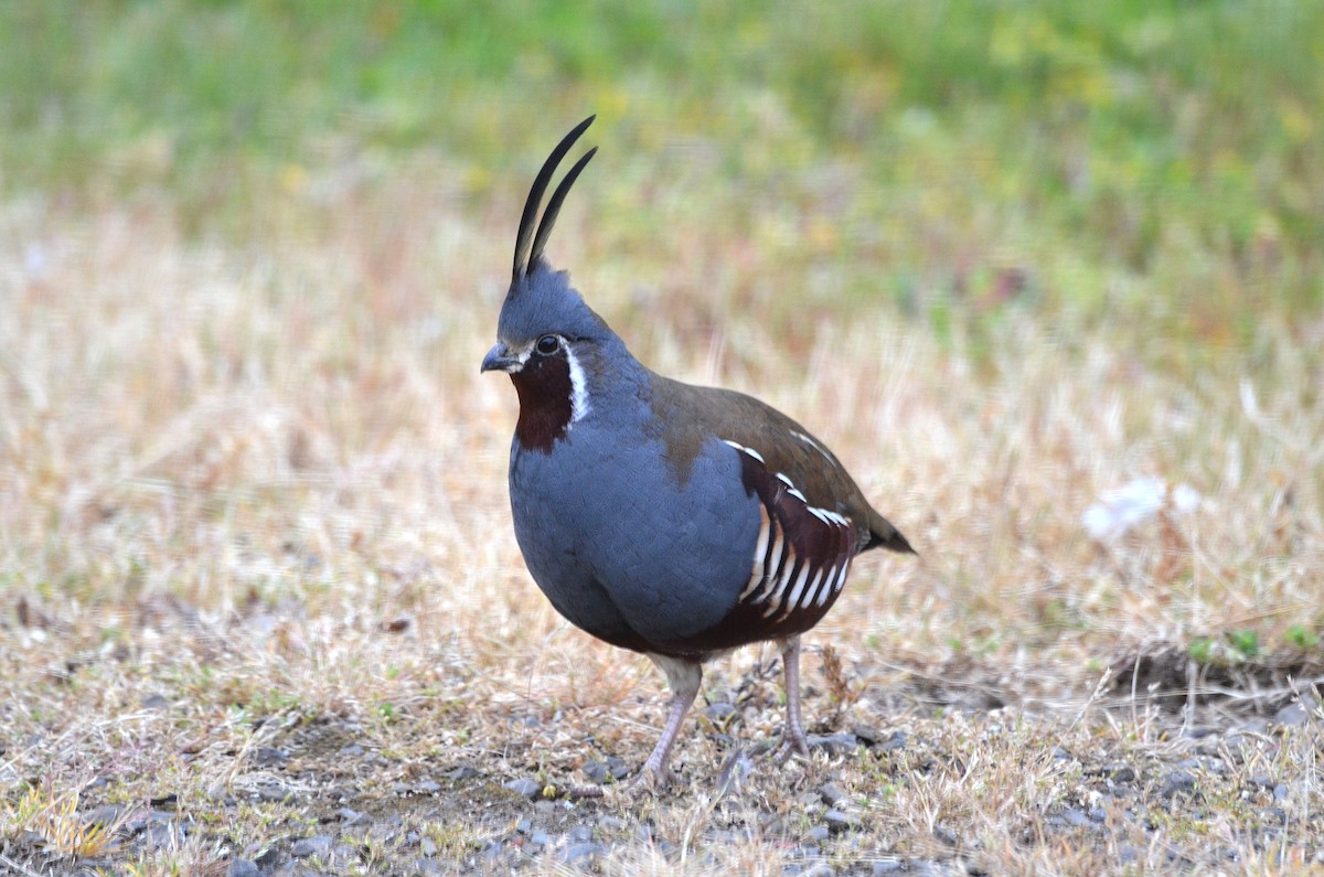 ML48063611 - Mountain Quail - Macaulay Library