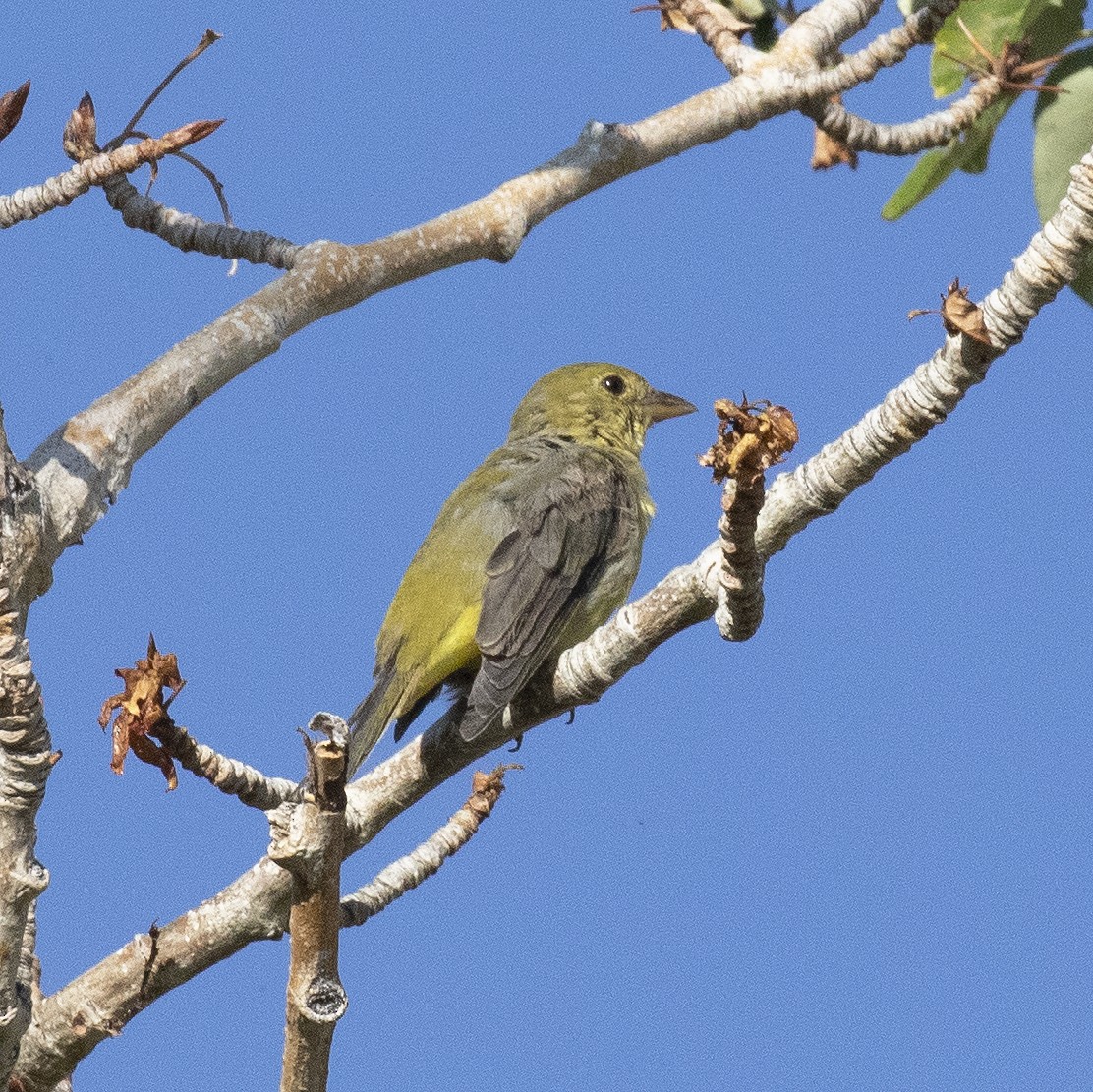 eBird Checklist - 2 Sep 2022 - Mono Lake County Park - 45 species
