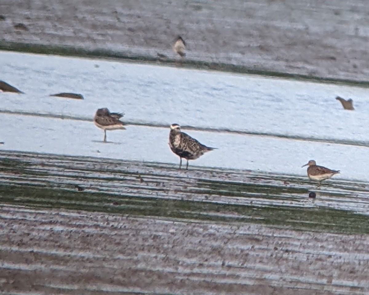 eBird Checklist - 3 Sep 2022 - Kentucky Lake--Tie Landing - 67 species