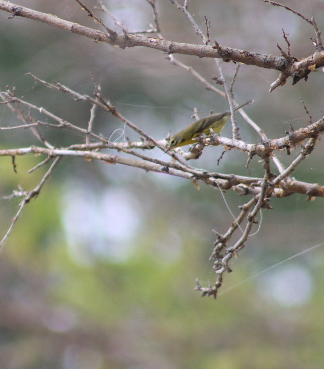 eBird Checklist - 4 Sep 2022 - Presque Isle SP--Leo's Landing - 20 species
