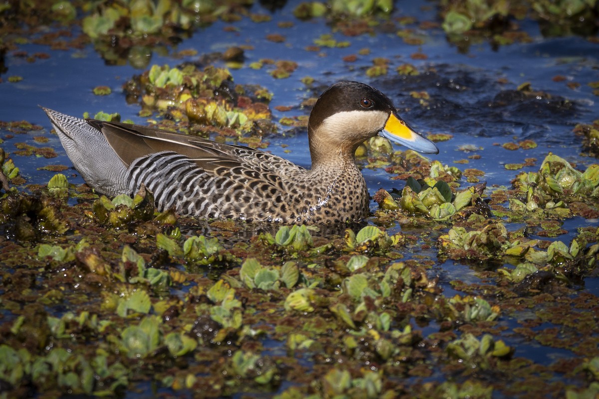 ML481235271 - Silver Teal - Macaulay Library