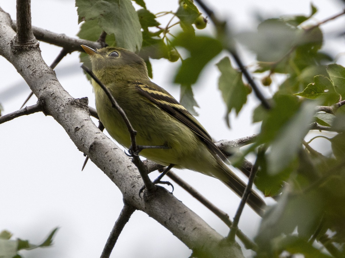 eBird Checklist - 5 Sep 2022 - Swanson Yard - 31 species