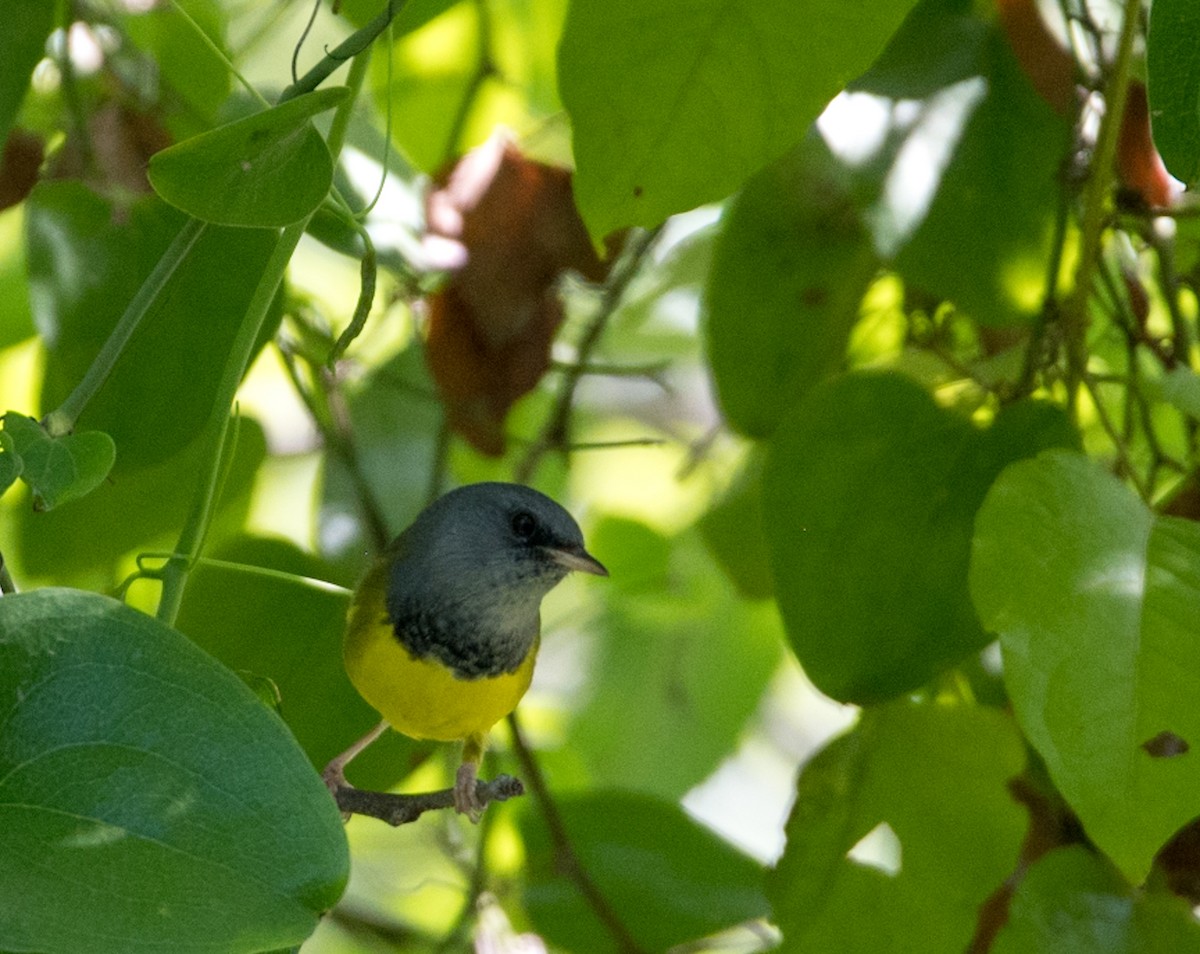 eBird Checklist - 5 Sep 2022 - Ellis Co.—Cut-off Road - 27 species (+4 other taxa)