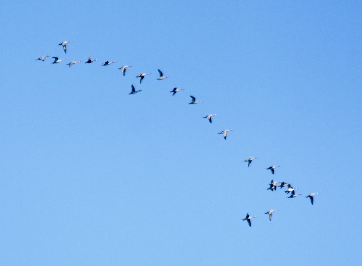 eBird Checklist - 5 Sep 2022 - Presidio--Battery Godfrey - 40 species