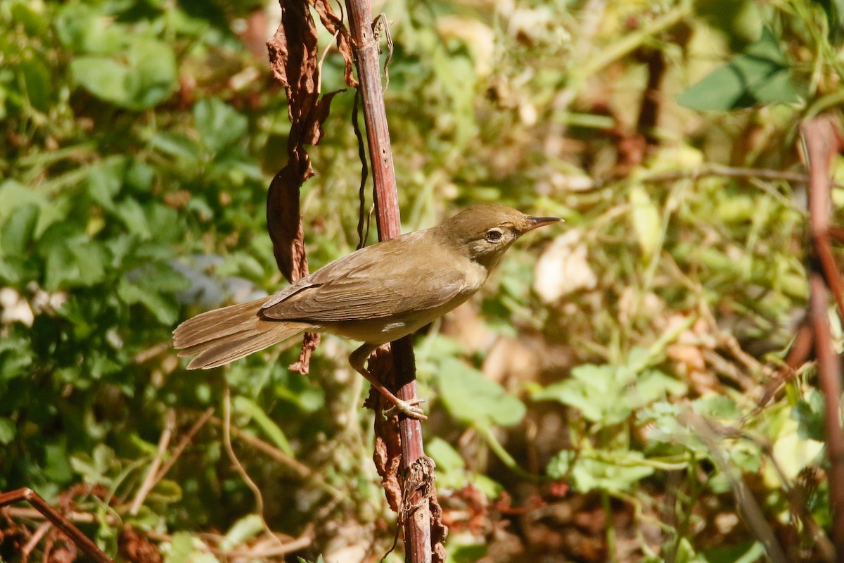 ML481731061 - Common Reed Warbler - Macaulay Library