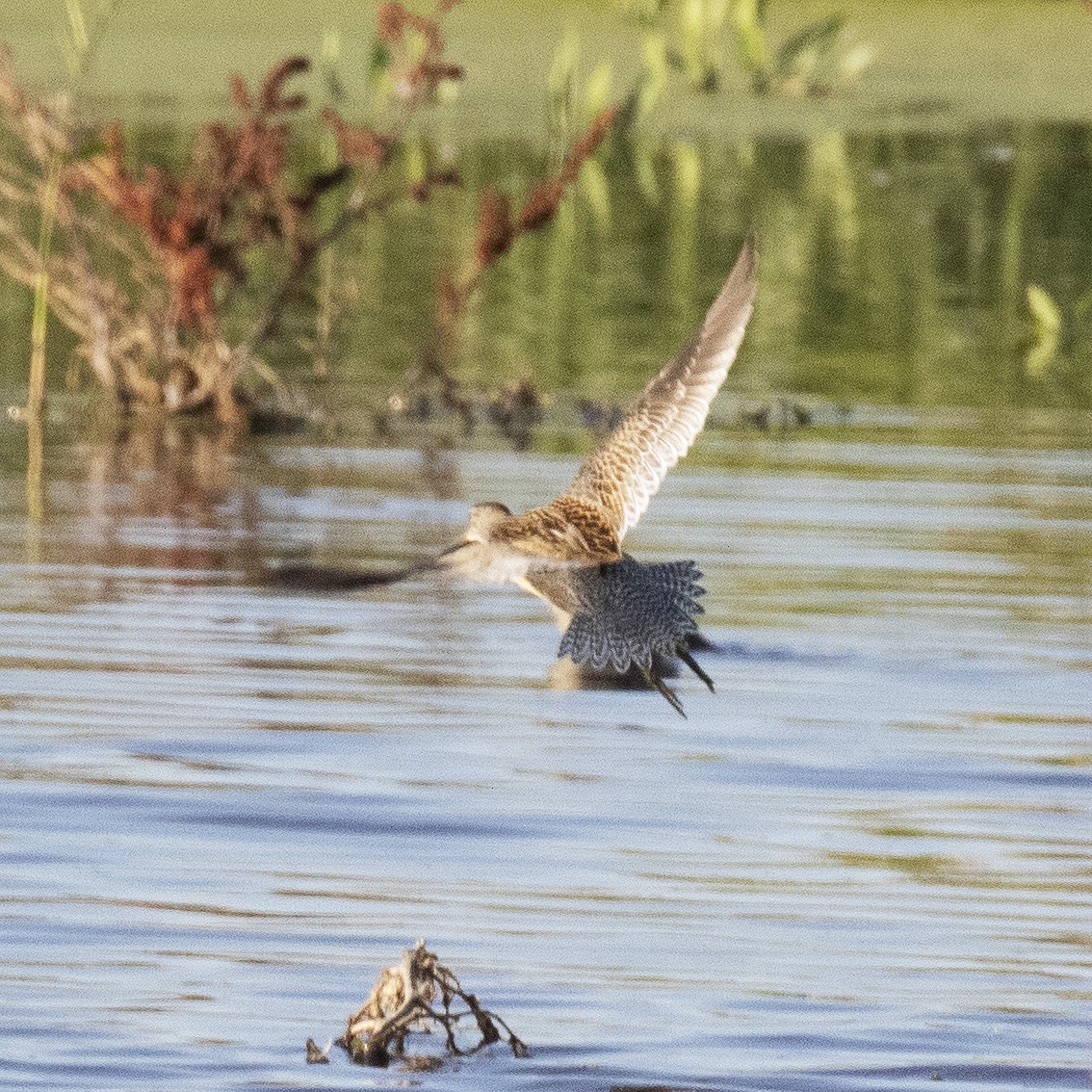 eBird Checklist - 5 Sep 2022 - 96101, Alturas US-CA 41.36242, -120. ...