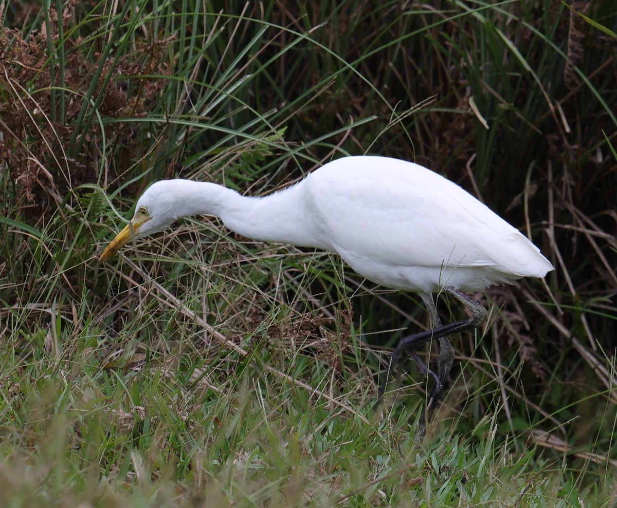 Taiwan Bird Atlas Checklist - 6 Sep 2022 - 陽明山NP-擎天崗往竹篙山 - 4 species