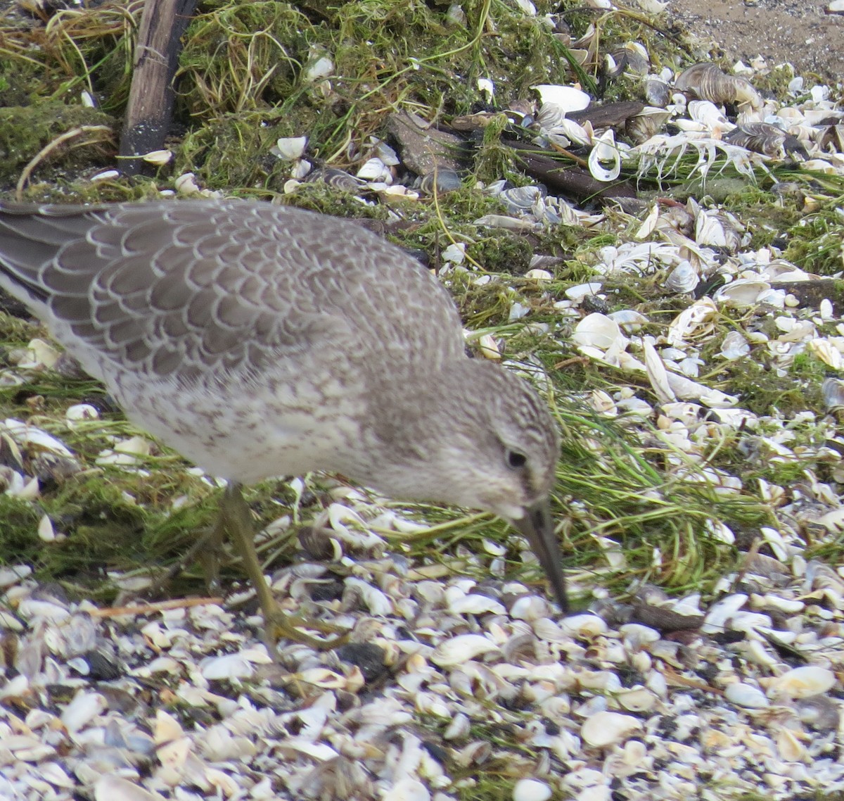 eBird Checklist - 6 Sep 2022 - Montrose Point Bird Sanctuary, Lincoln ...