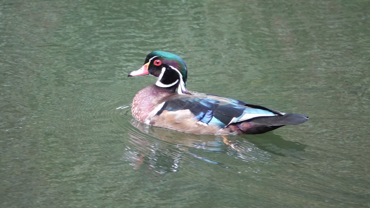 ML481877631 - Wood Duck - Macaulay Library