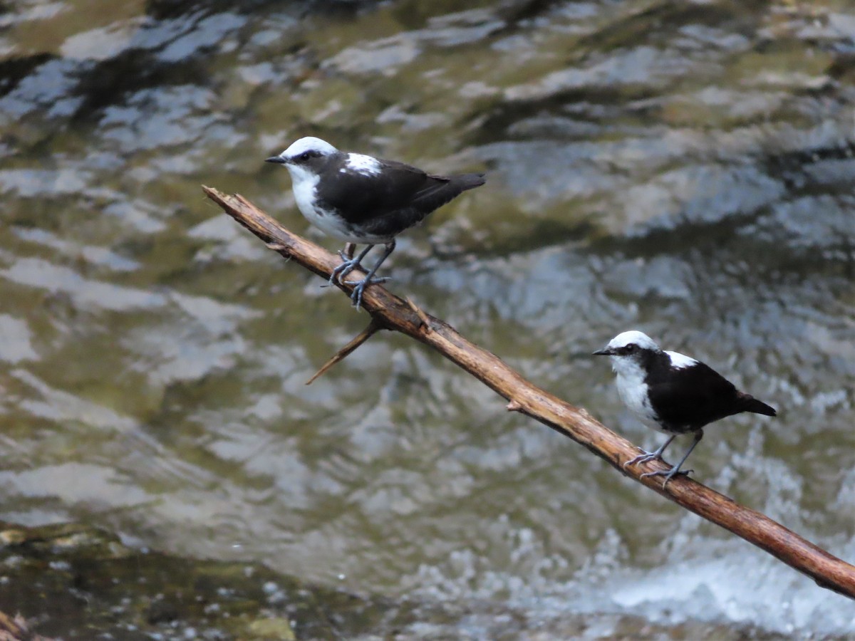 ML481880121 - White-capped Dipper (White-bellied) - Macaulay Library