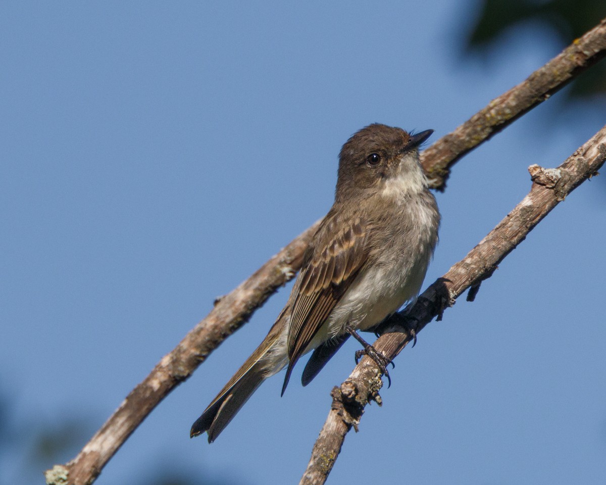 ML481887401 - Eastern Phoebe - Macaulay Library