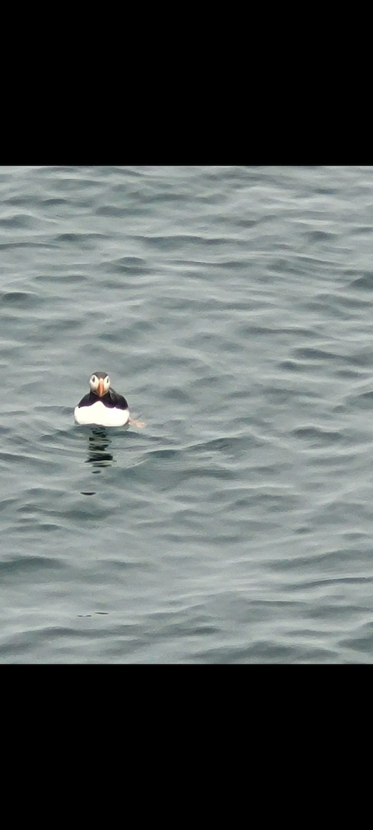 eBird Checklist - 15 Jul 2022 - Newfoundland and Labrador, CA (47.312, -52.809) - 10 species