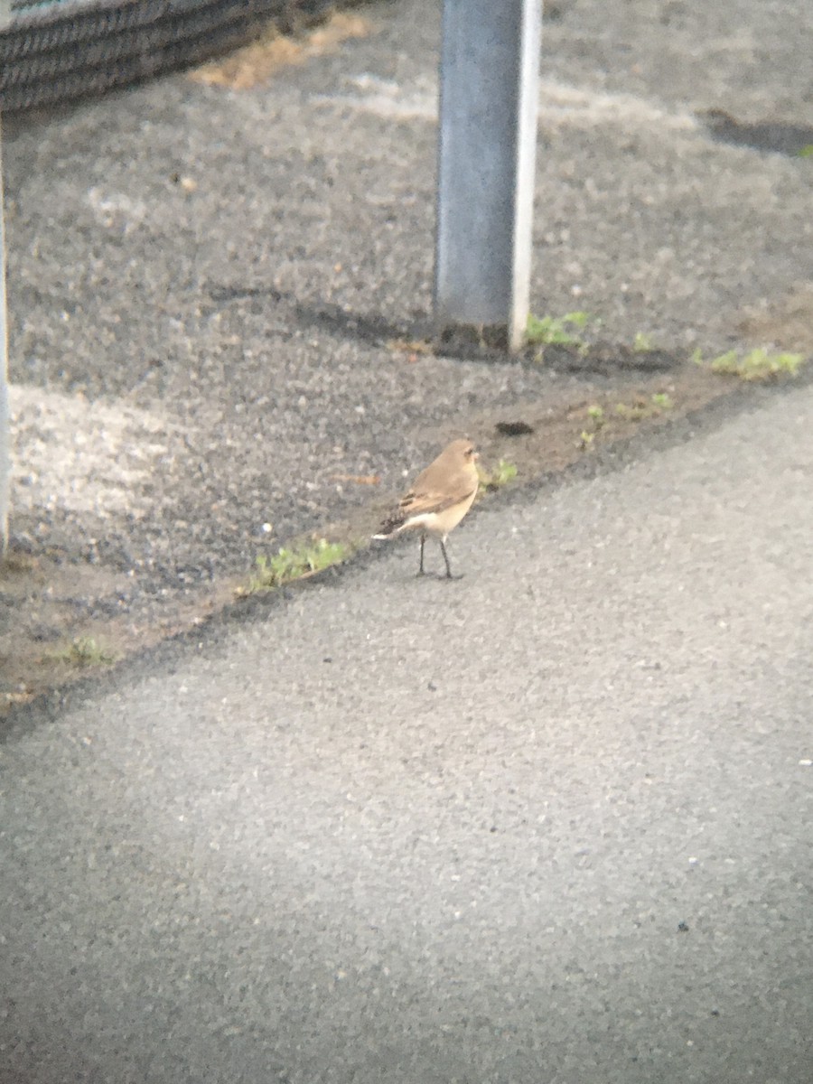 eBird Checklist - 7 Sep 2022 - Hillview Reservoir (restricted access ...