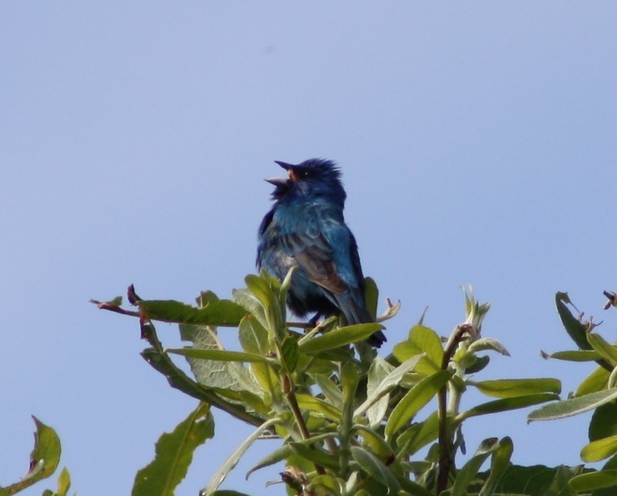 eBird Checklist - 10 Jun 2013 - Arcata Marsh--Klopp Lake - 16 species