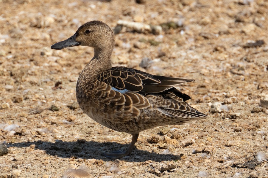 Blue-winged/Cinnamon Teal - eBird