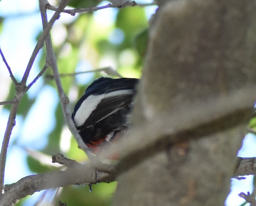 eBird Checklist - 13 Feb 2017 - Silverado Cyn - 21 species