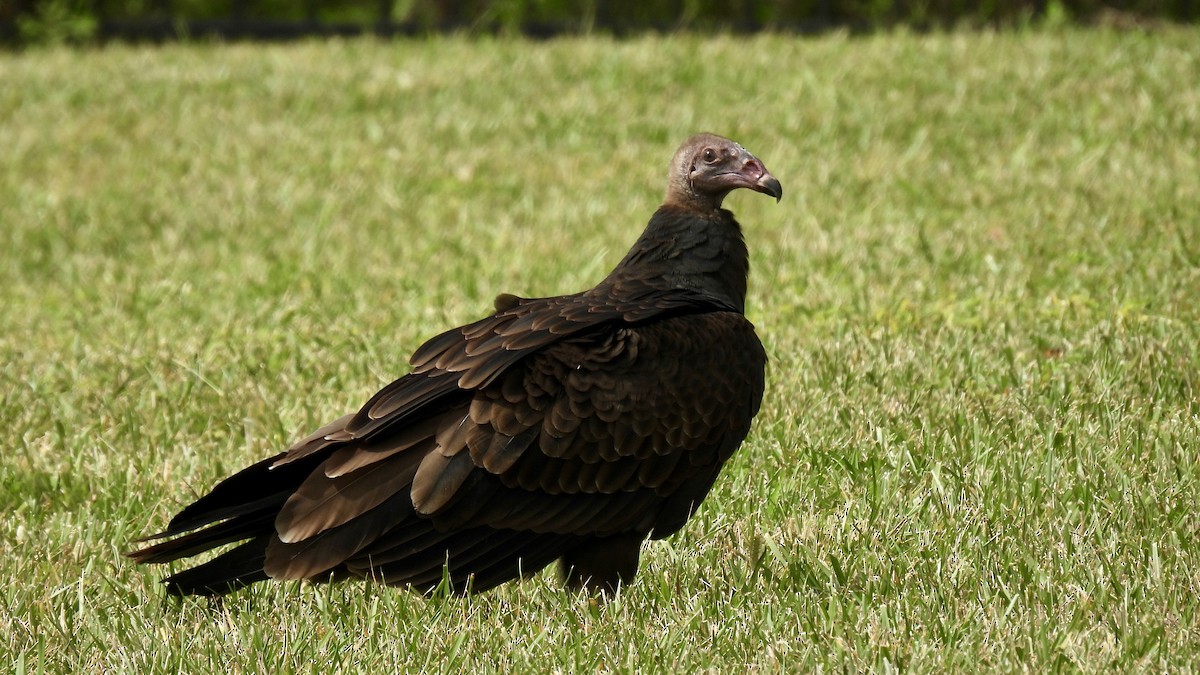 eBird Checklist - 6 Sep 2022 - Quarry Place - 13 species