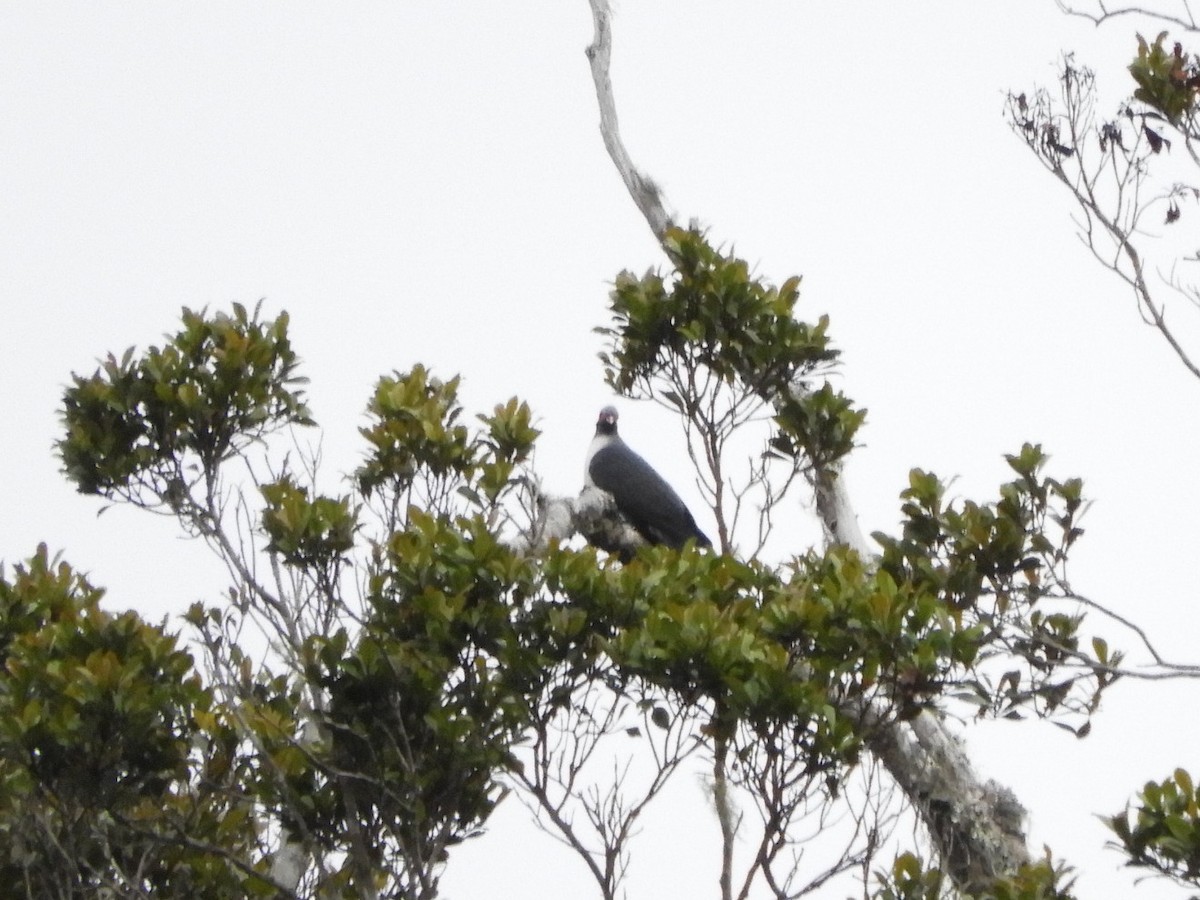 ML482662081 - Papuan Mountain-Pigeon - Macaulay Library