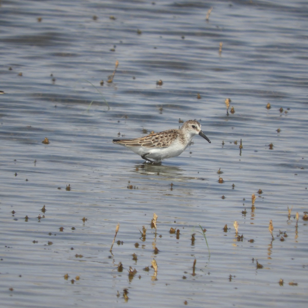eBird Checklist - 9 Sep 2022 - Merced NWR (Please use a more specific ...