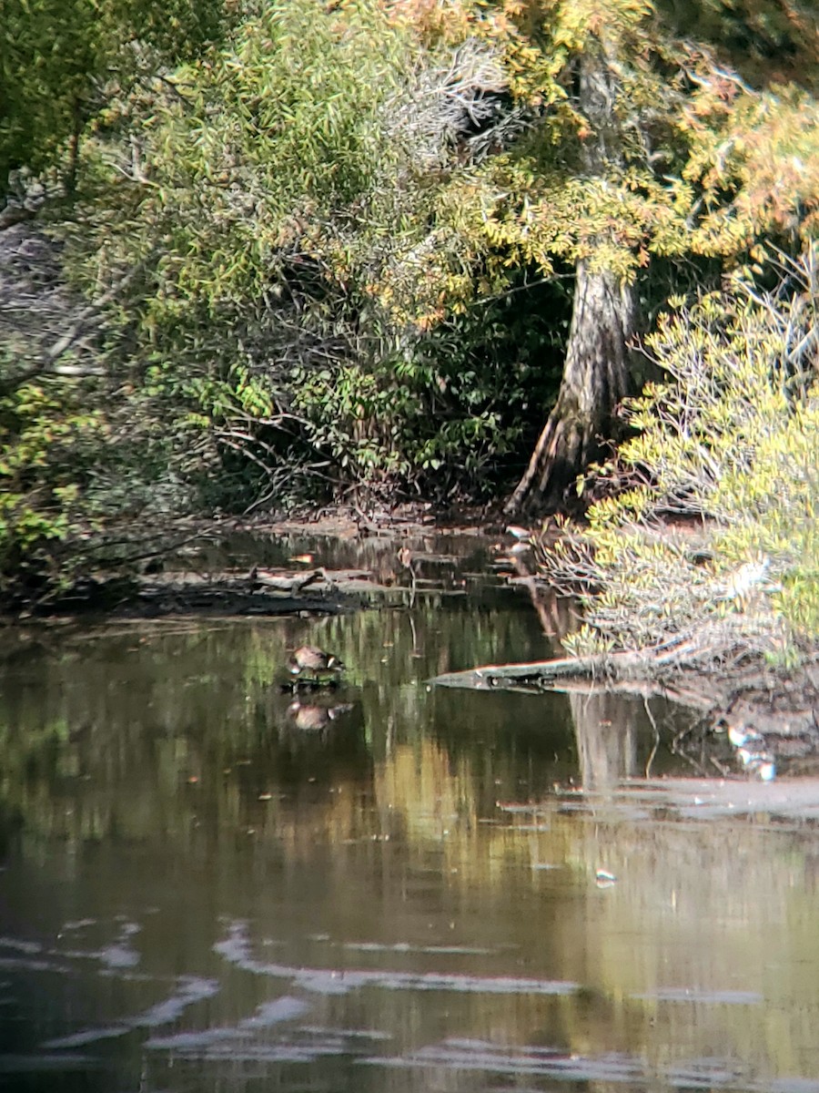 eBird Checklist - 9 Sep 2022 - Stumpy Lake Natural Area - 21 species