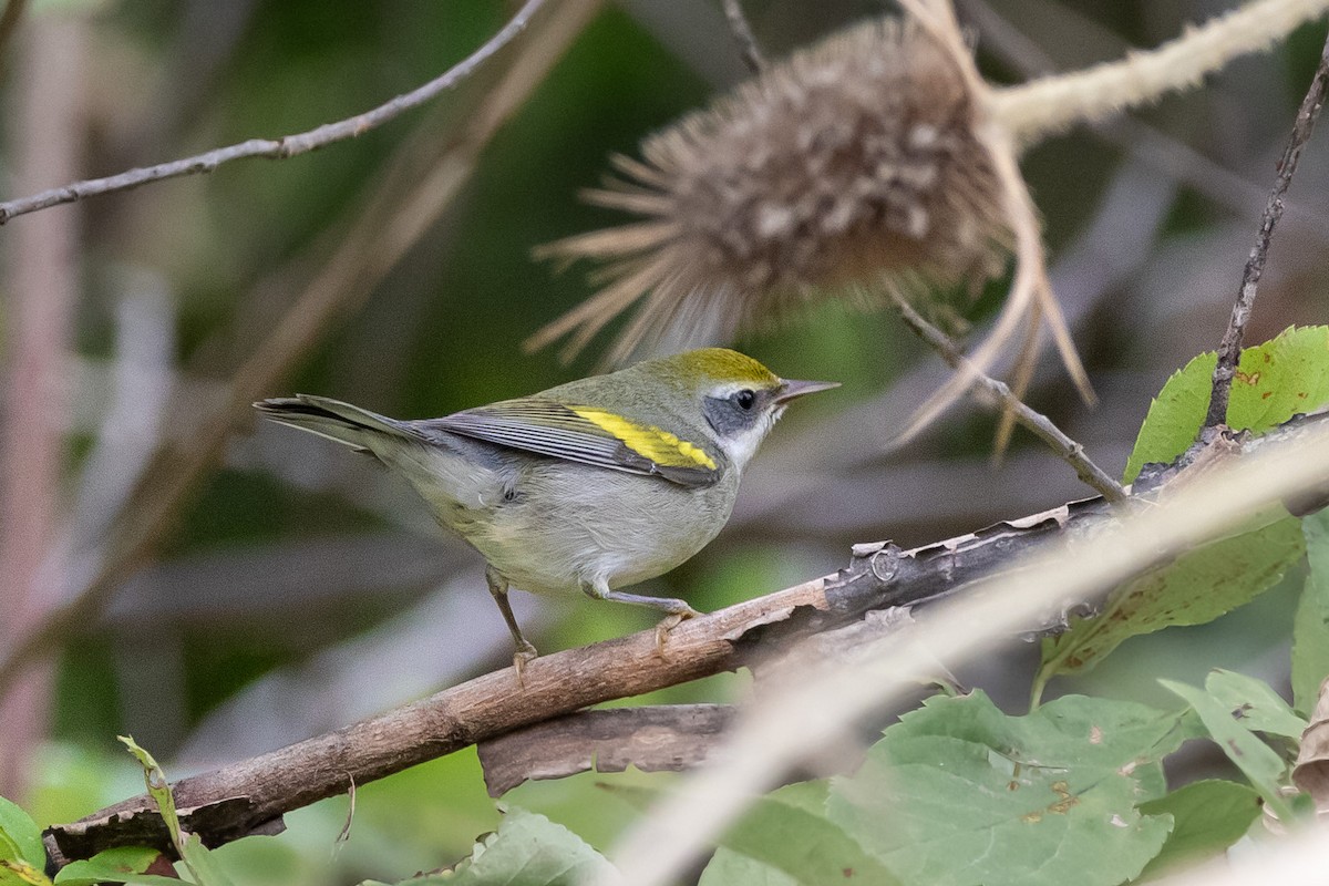 eBird Checklist - 5 Sep 2022 - Costco Slough, Orland Park - 19 species