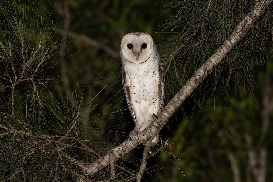 Asian Barn Owl (Asian) - eBird