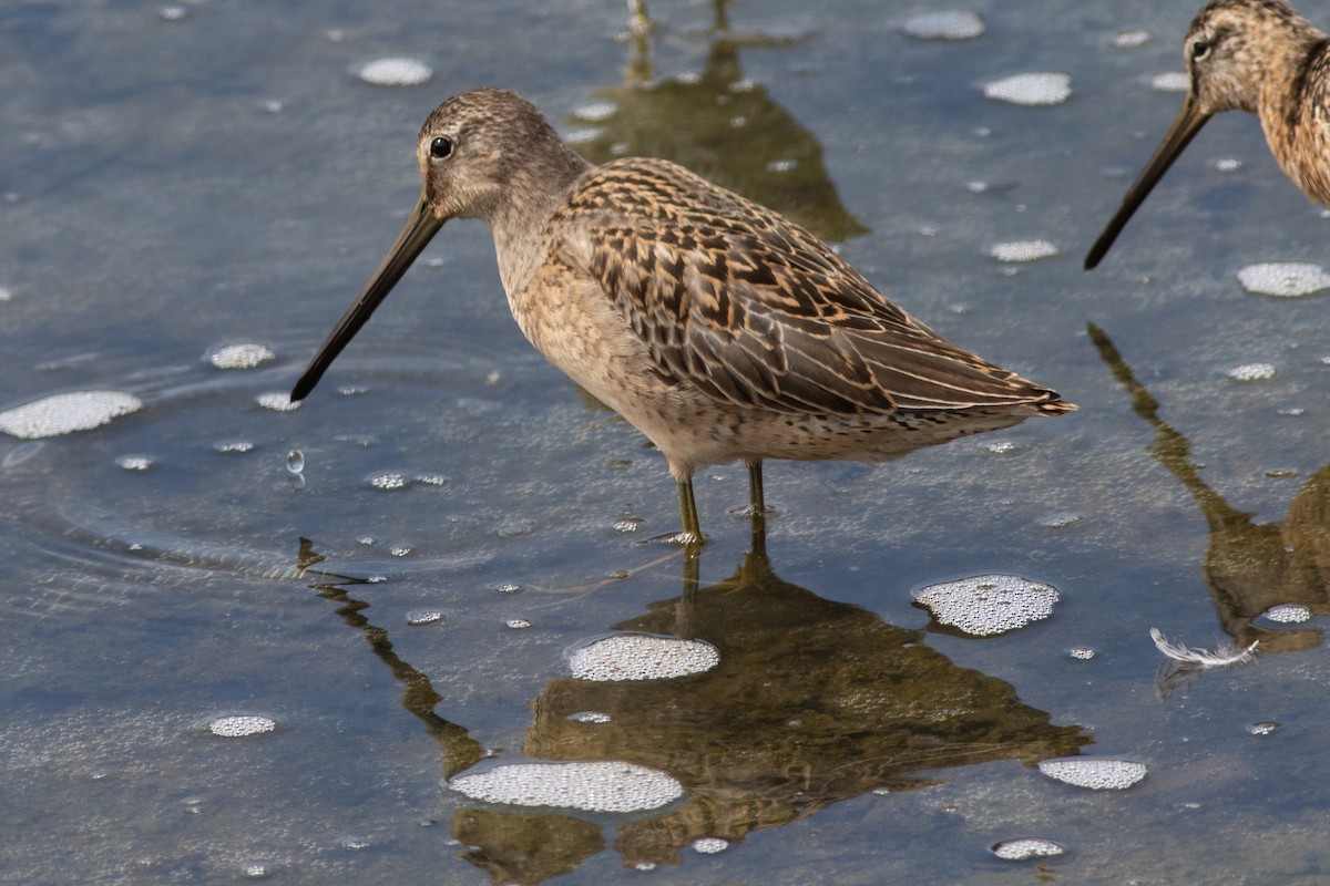 eBird Checklist - 7 Sep 2022 - Arcata Marsh and Wildlife Sanctuary - 42 ...