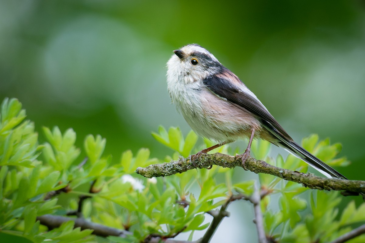 ML483022741 - Long-tailed Tit - Macaulay Library