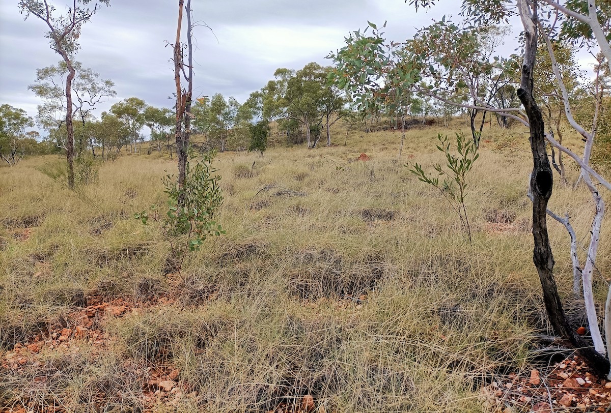 eBird Checklist - 11 Sep 2022 - Barkly Highway, Gunpowder, Queensland ...