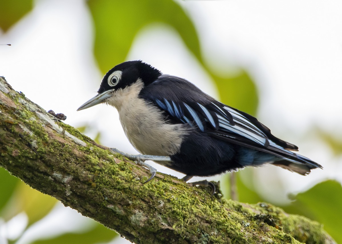 ML483160481 - Blue Nuthatch - Macaulay Library