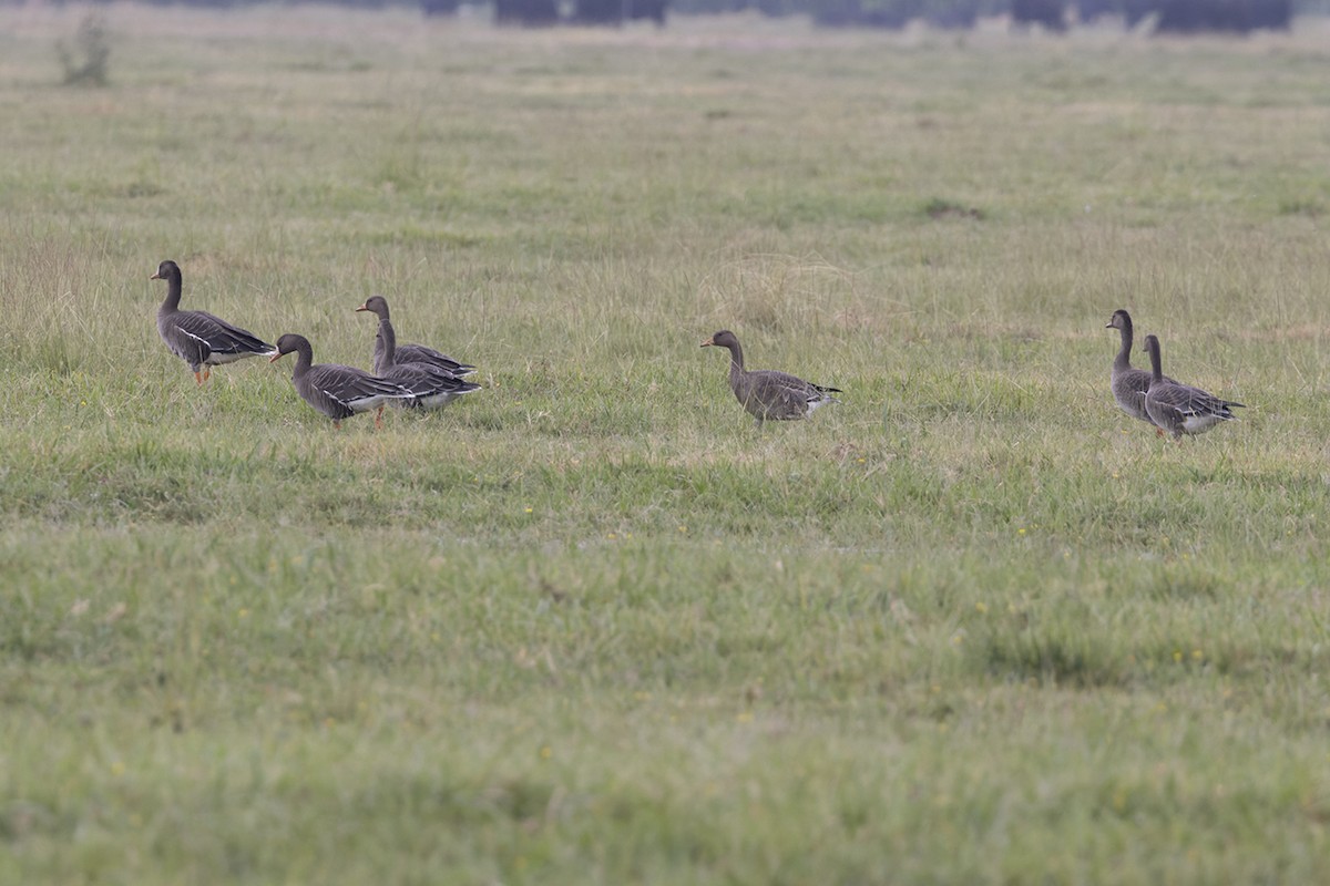 eBird Checklist - 11 Sep 2022 - Merced NWR - 35 species