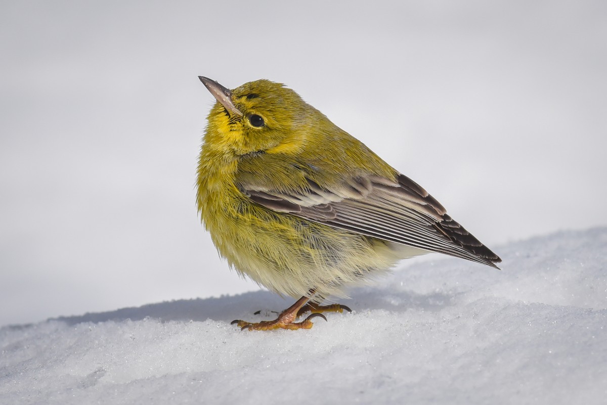 ML48356671 - Pine Warbler - Macaulay Library