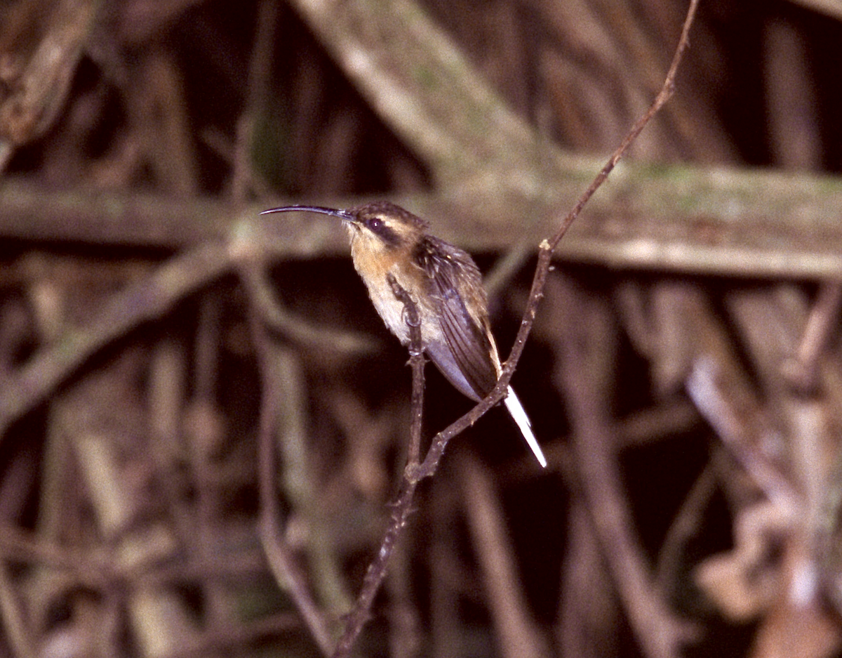 ML483620161 - Cinnamon-throated Hermit - Macaulay Library