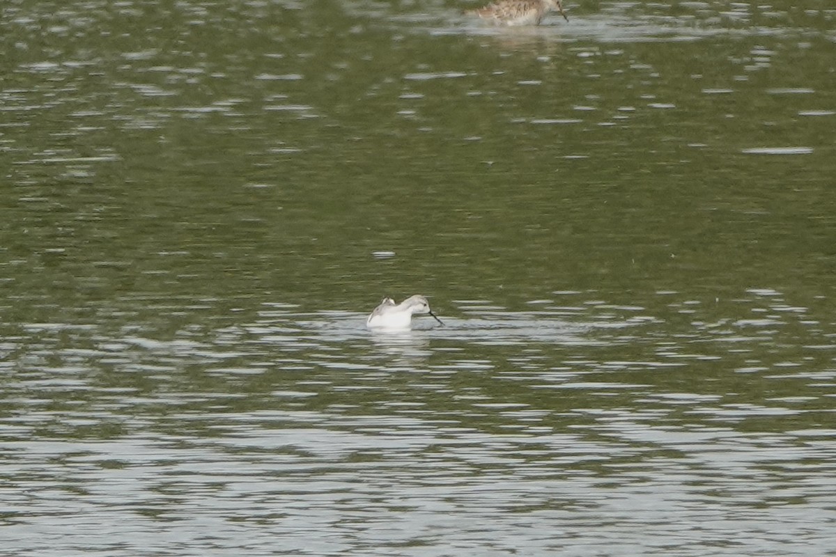 eBird Checklist - 12 Sep 2022 - Hog Island WMA - 66 species (+1 other taxa)