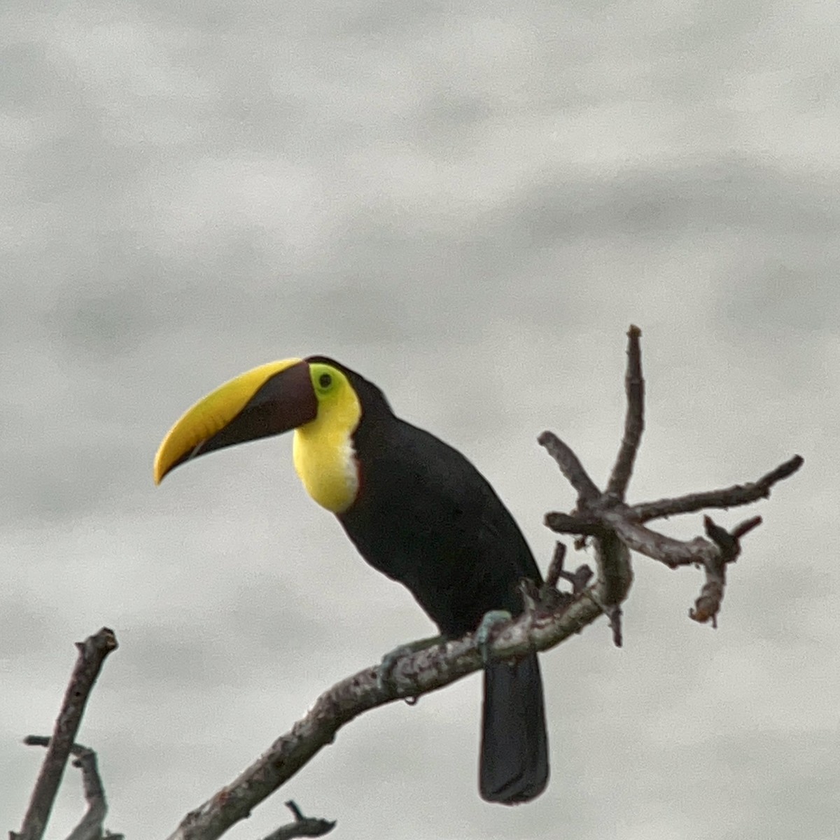 eBird Checklist - 7 Aug 2022 - Biesanz beach - 19 species