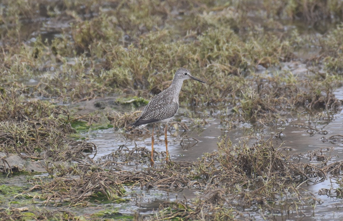 eBird Checklist - 2 Sep 2022 - Billy Frank Jr. Nisqually NWR - 54 ...