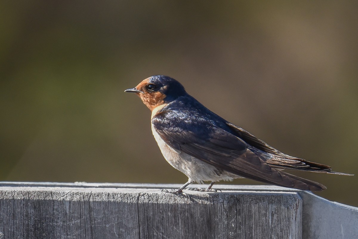 ML483757691 - Welcome Swallow - Macaulay Library