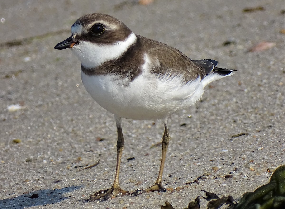 eBird Checklist - 10 Sep 2022 - Forest Beach and Conservation Lands ...