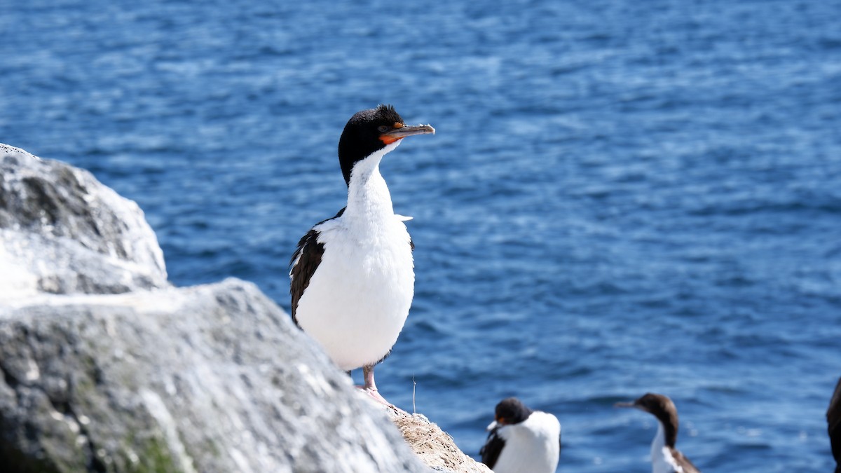 ML483968901 - Chatham Islands Shag - Macaulay Library